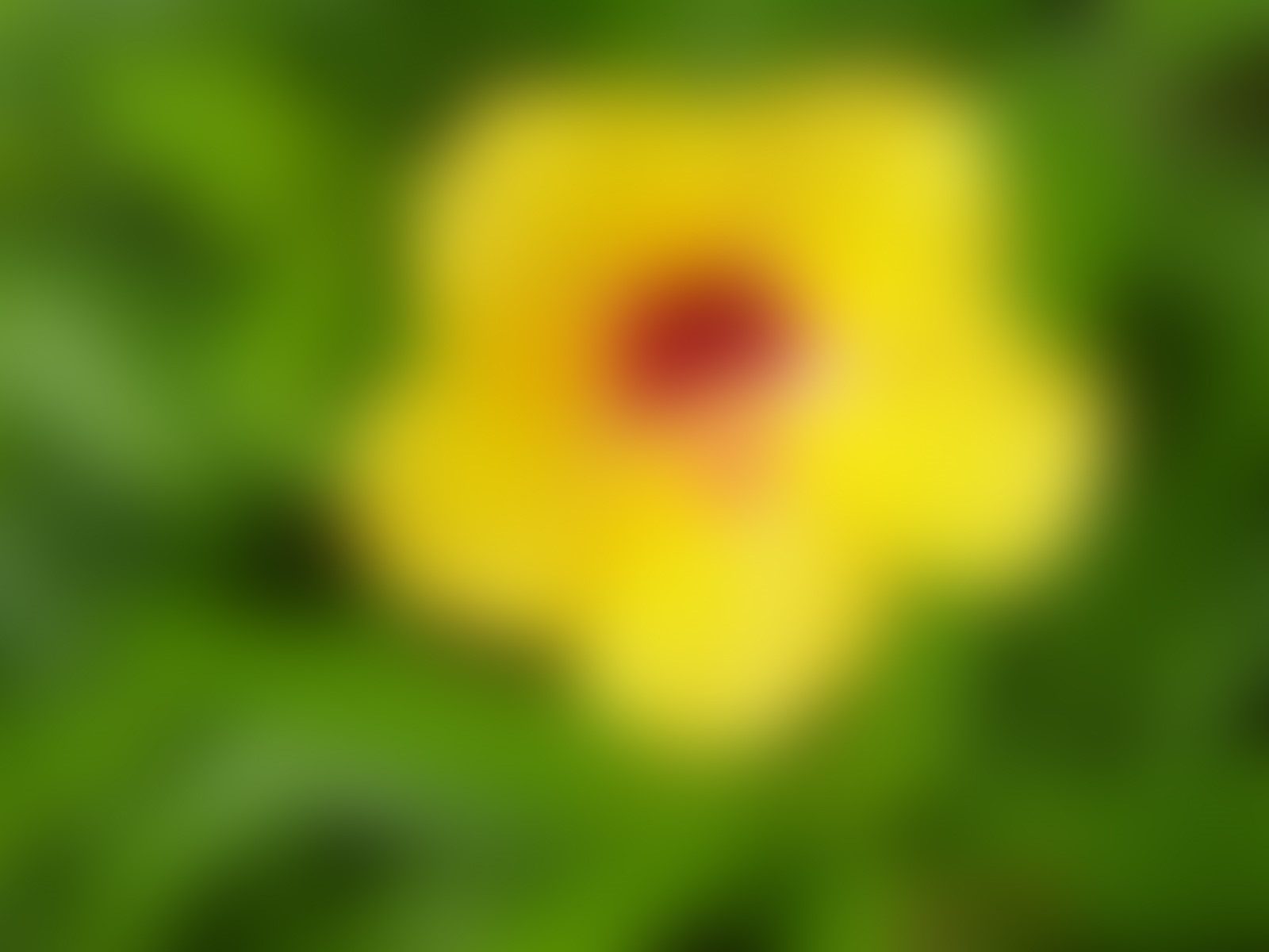 Banques d'yeux du Québec - AMOQ